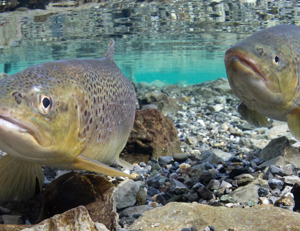Gemeinde Balzers - Balzner Giessen